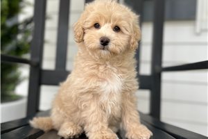 Poo-Ton for Sale | Puppies | Pawrade.com