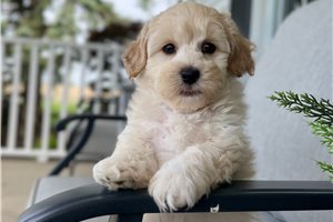 Poo-Ton for Sale | Puppies | Pawrade.com