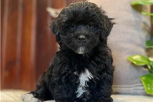 Poo-Ton for Sale | Puppies | Pawrade.com