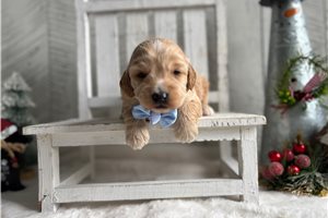 Galilea - Mini Goldendoodle Puppy B81A99 | Pawrade