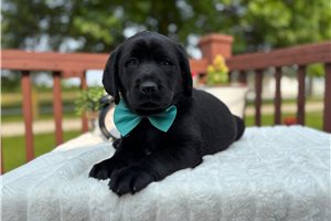 Labrador Retriever for Sale | Puppies | Pawrade.com