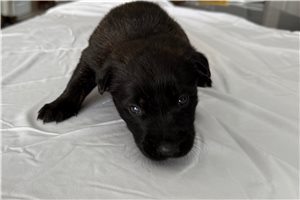 Top 3 Dutch Shepherd Puppies for Sale in Lake Of The Ozarks