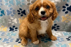 Archie - Cavalier King Charles Spaniel A89CC1