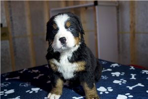 Alexis - Bernese Mountain Dog Puppy 323CC3 | Pawrade