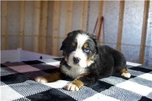 Alexis - Bernese Mountain Dog Puppy 323CC3 | Pawrade