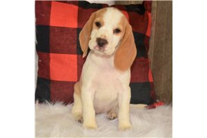 Puppies & Dogs for Sale | Pawrade.com