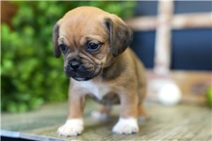 Puggle for Sale | Puppies | Pawrade.com