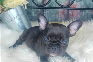 Puppies for Sale | Adopt Yours Today | Pawrade.com