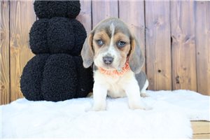 Beagle Puppies for Sale | Pawrade.com