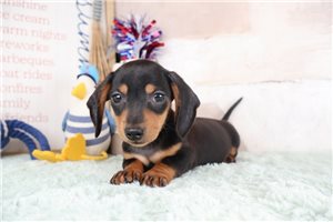 Fallon - Mini Dachshund Puppy 39B189 | Pawrade