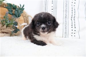 Peekapoo for Sale | Puppies | Pawrade.com