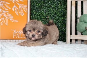 Peekapoo for Sale | Puppies | Pawrade.com