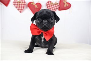 Pug for Sale | Puppies | Pawrade.com