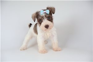 Miniature Schnauzer for Sale | Puppies | Pawrade.com