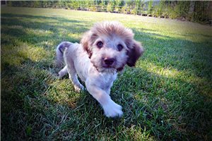 Havapoo Puppies for Sale | Pawrade.com