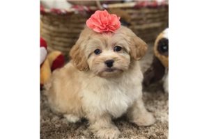 Peekapoo for Sale | Puppies | Pawrade.com