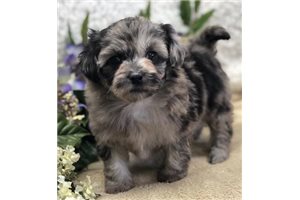Peekapoo for Sale | Puppies | Pawrade.com