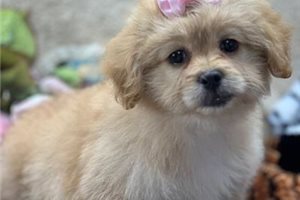 Peekapoo for Sale | Puppies | Pawrade.com