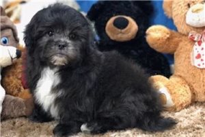 Peekapoo for Sale | Puppies | Pawrade.com