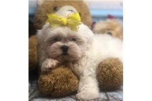 Shih-Poo - Shihpoo Puppies for Sale | Pawrade.com