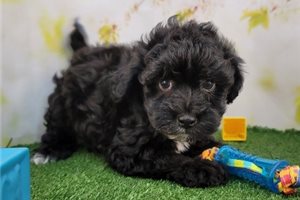 Havapoo Puppies for Sale | Pawrade.com