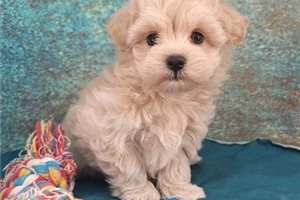Havapoo Puppies for Sale | Pawrade.com