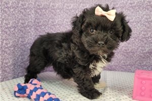 Havapoo Puppies for Sale | Pawrade.com