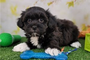 Havapoo Puppies for Sale | Pawrade.com