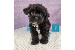 Havapoo Puppies for Sale | Pawrade.com