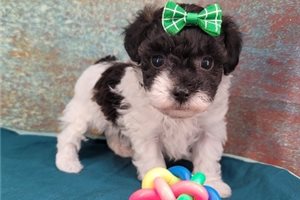 The Best Small Dogs for 2021 | Pawrade.com