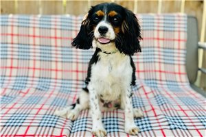 Cavalier King Charles Spaniel for Sale | Puppies | Pawrade.com