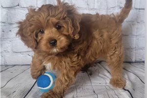 Cavapoo Puppies for Sale | Cavadoodles Near Me | Pawrade.com