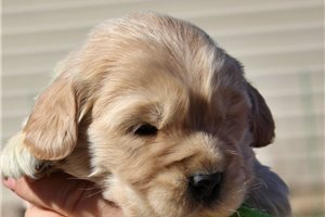 Puppies & Dogs for Sale | Pawrade.com