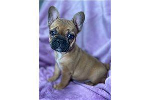 French Bulldog Puppies for Sale | Pawrade.com