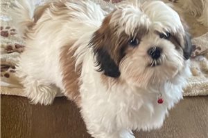 Shih Apso for Sale | Puppies | Pawrade.com