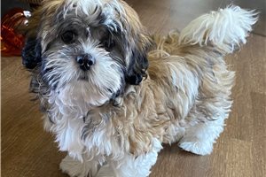 Shih Apso for Sale | Puppies | Pawrade.com