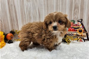 Chi-Poo - Chipoo for Sale | Puppies | Pawrade.com