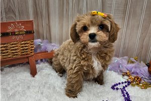 Chi-Poo - Chipoo for Sale | Puppies | Pawrade.com