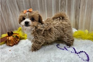 Chi-Poo - Chipoo for Sale | Puppies | Pawrade.com