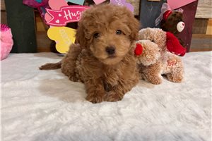 Collin - Mini Goldendoodle Puppy 2ACD27 | Pawrade