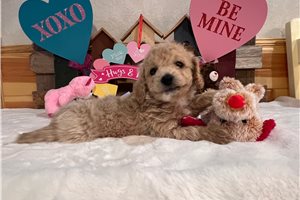 Collin - Mini Goldendoodle Puppy 2ACD27 | Pawrade